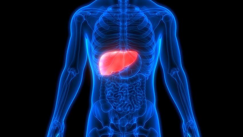 Leber » Funktion & Aufgaben, Symptome, Erkrankungen | MeinMed.at