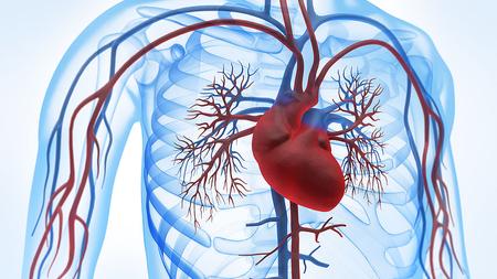 Bypass Operation am Herz » Dauer, Leben danach, Reha | MeinMed.at