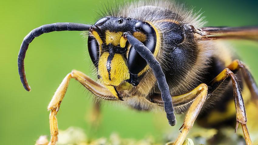 Intrakutantest » Wenn andere Tests ergebnislos waren | MeinMed.at