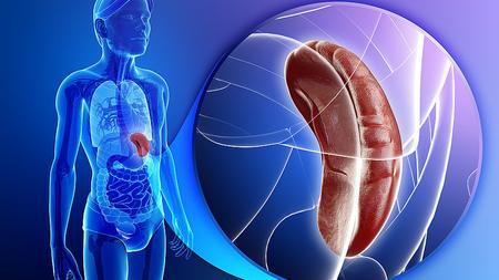 Milz vergrößert? » Ursachen, Erkrankungen & Funktion | MeinMed.at